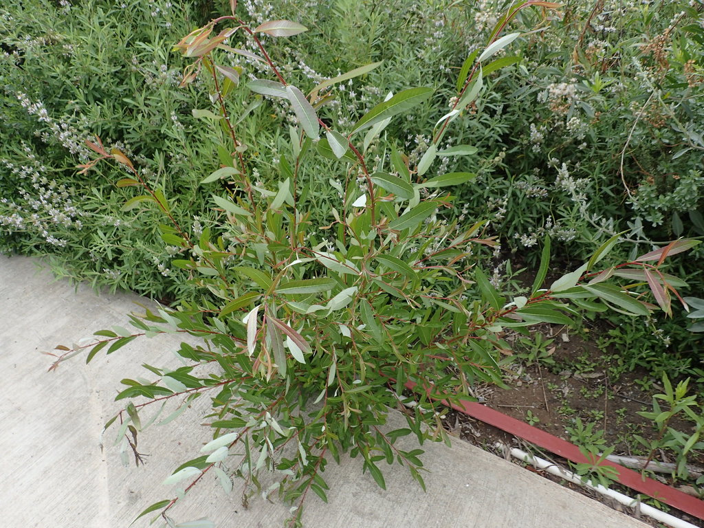 Arroyo Willow from Los Angeles, California, United States on April 27 ...