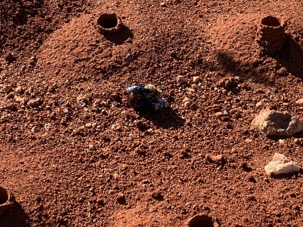 Dawson's Burrowing Bee from Hamelin Pool WA 6532, Australia on August ...