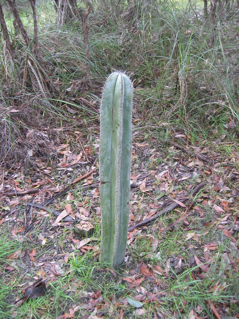 Mexican Fence Post Cactus from Paringa Reserve, Anglesea VIC 3230 ...