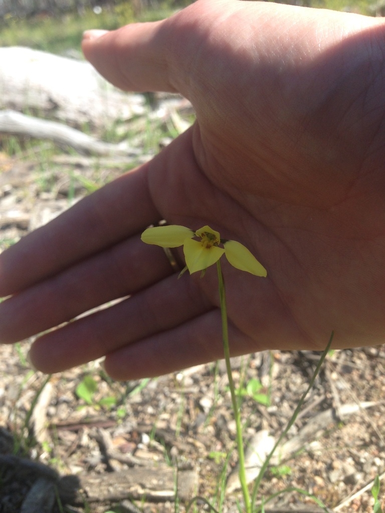 Common Golden Moths from Kyeamba, NSW, AU on September 20, 2015 at 02: ...