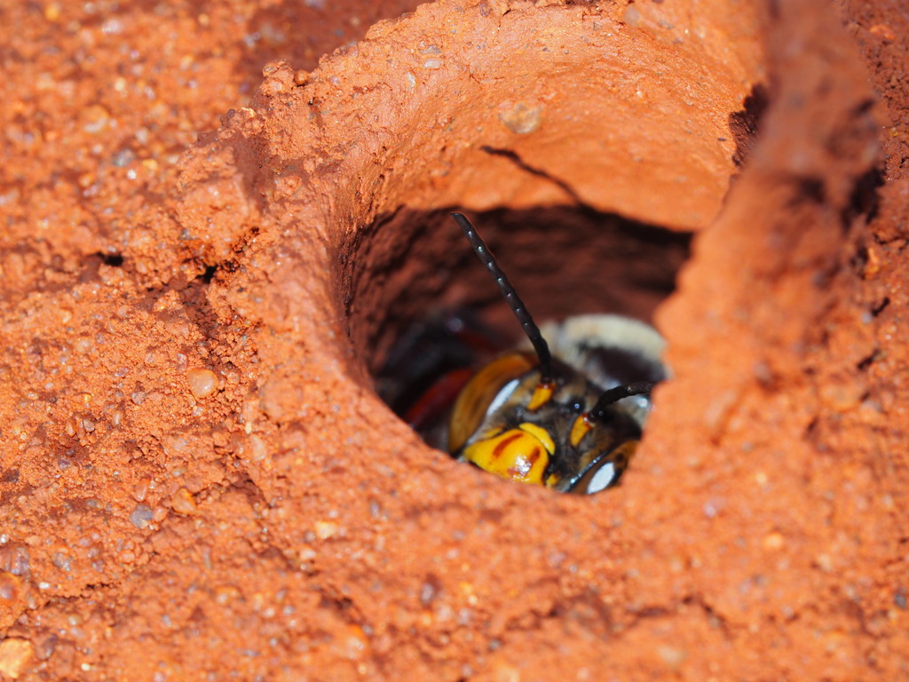 Dawson's Burrowing Bee from Hamelin Bay WA 6288, Australia on August 11 ...
