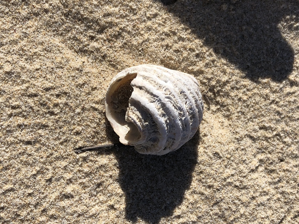 Cart-Rut Shell from Munmorah State Conservation Area, Moonee, NSW, AU ...