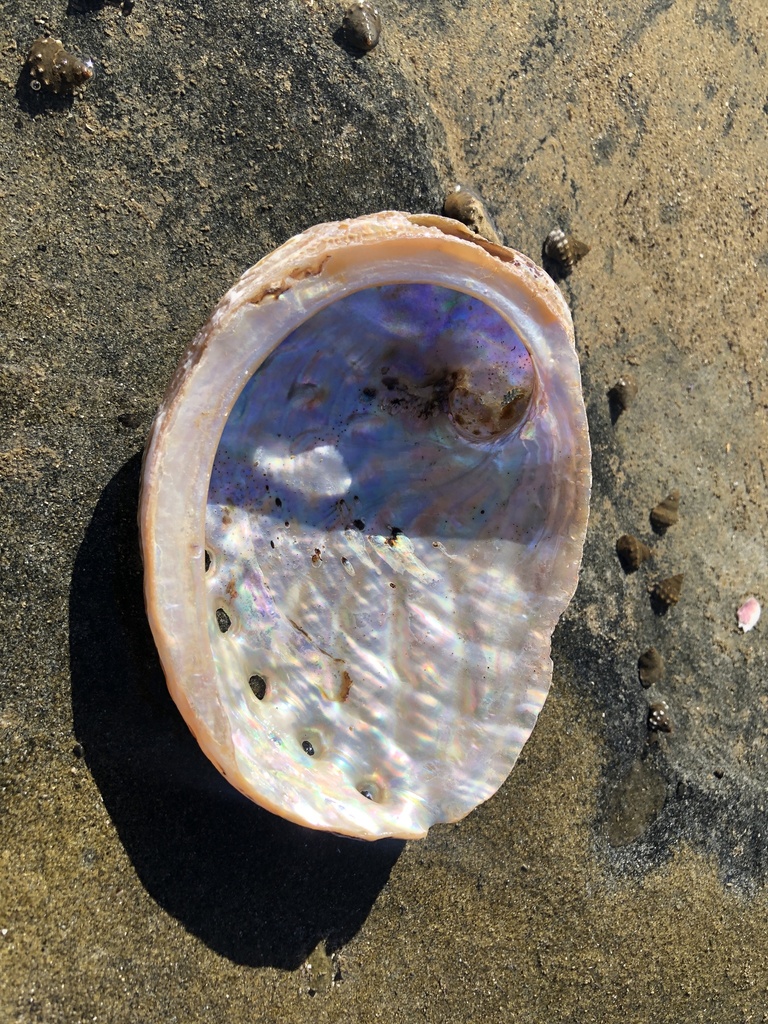 blacklip abalone from Munmorah State Conservation Area, Moonee, NSW, AU ...