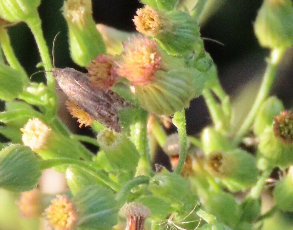 Gorse Pod Moth from Paraparaumu Beach, Paraparaumu, New Zealand on ...