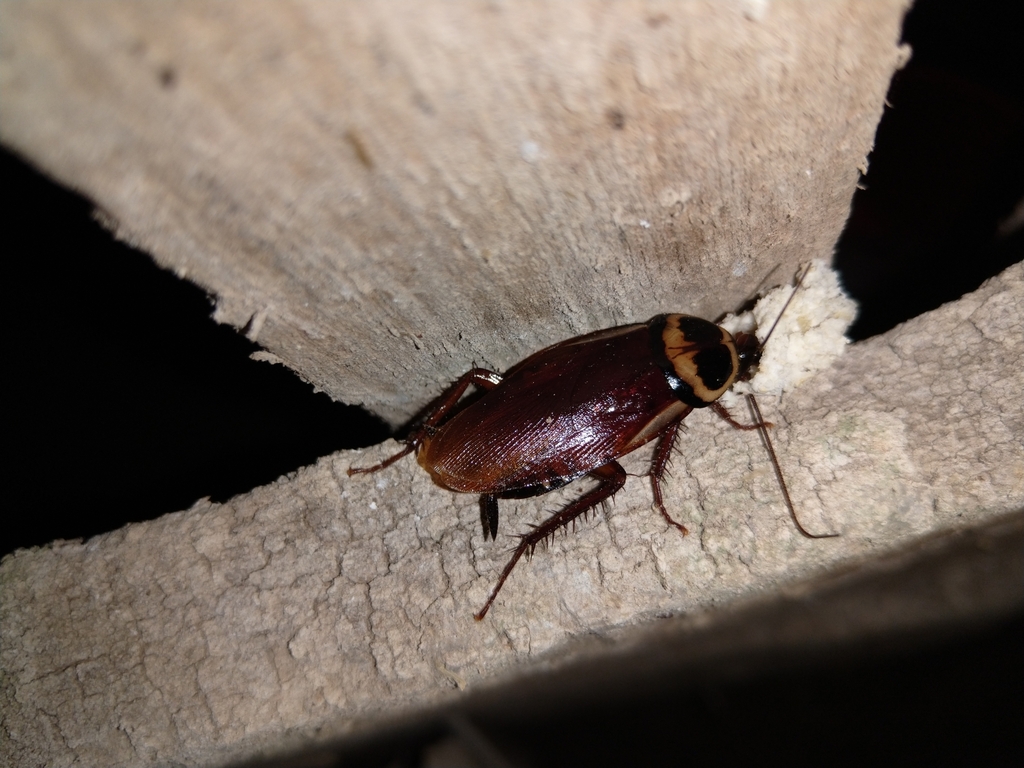 American Cockroach from El Chilar, Guatemala on April 27, 2024 at 09:28 ...