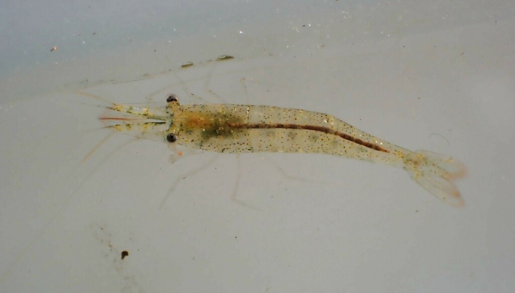 Freshwater Shrimp from Sand River, Thabo Mofutsanyana District ...