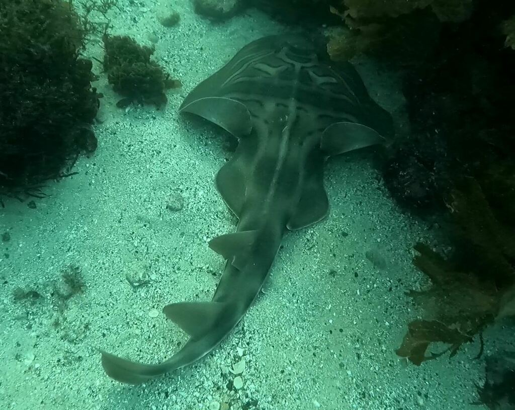 Banjo Ray from Manly NSW 2095, Australia on April 26, 2024 at 05:04 PM ...