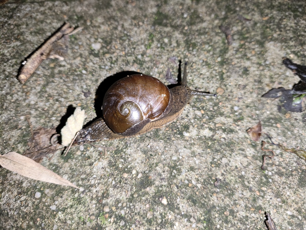 Arboreal Snail from 中国福建省福州市仓山区福建农林大学 on April 28, 2024 at 08:08 PM by ...