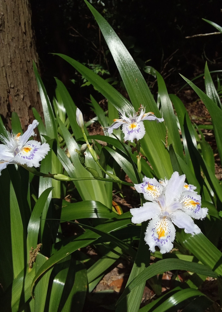 Fringed Iris from 410-0101, Japan on April 28, 2024 at 01:17 PM by Hector Montero · iNaturalist