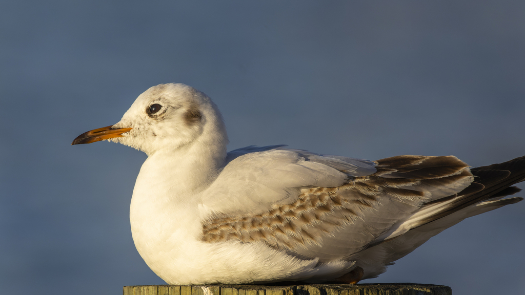 Black-headed Gull from Tropical Mobile Manor Park, Florida, United ...