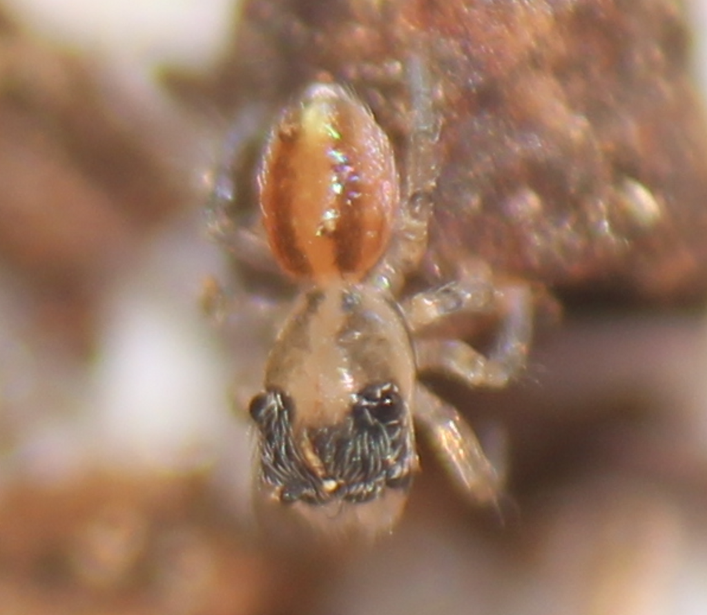 Neonella vinnula from Jupiter, FL, USA on April 27, 2024 by Mikie Green ...