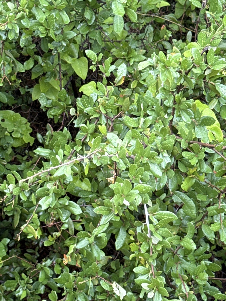 Texas live oak from Lake Cooper Rd, Olney, TX, US on April 28, 2024 at ...