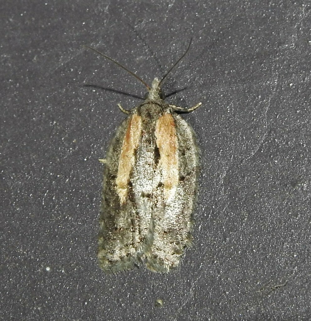 Eastern Black-headed Budworm Moth from Town of Rockingham, VT, USA on ...