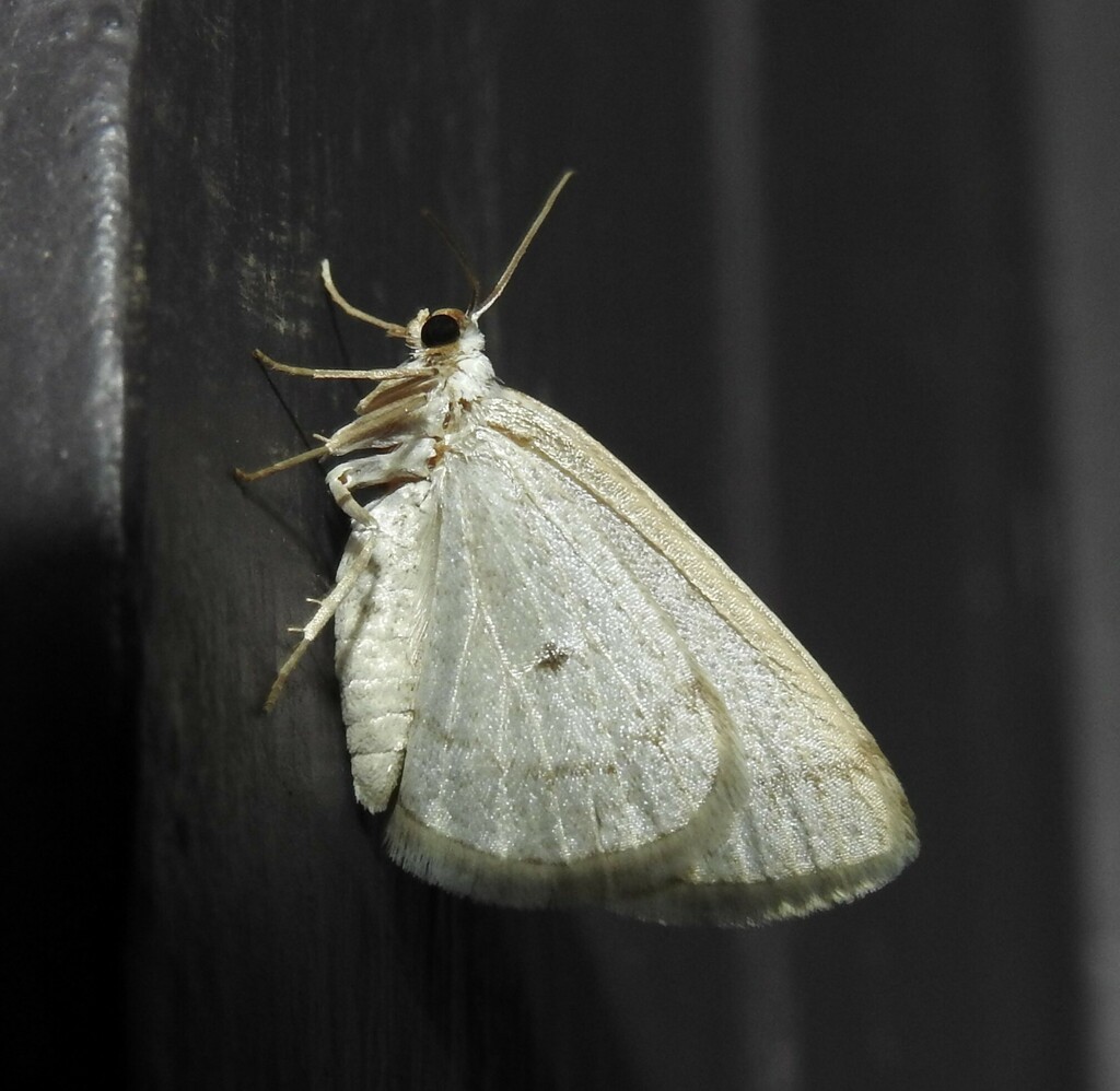 Gray Spring Moth from Town of Rockingham, VT, USA on April 27, 2024 at ...