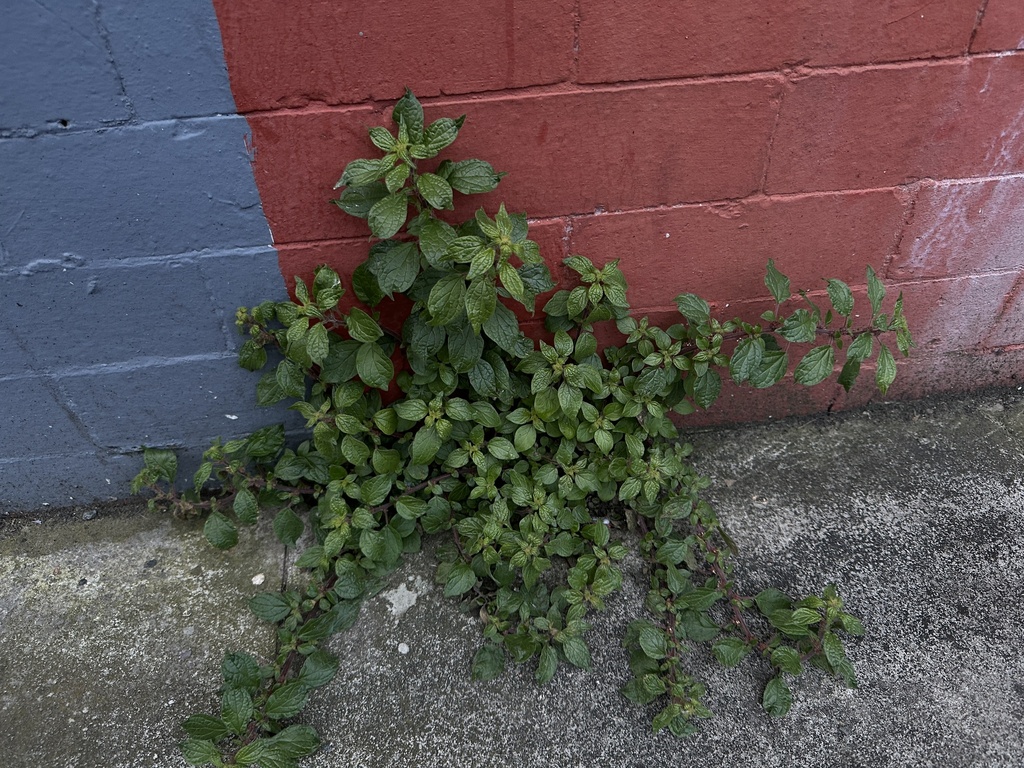 pellitory-of-the-wall from Waterloo, UK on April 28, 2024 at 06:02 AM ...