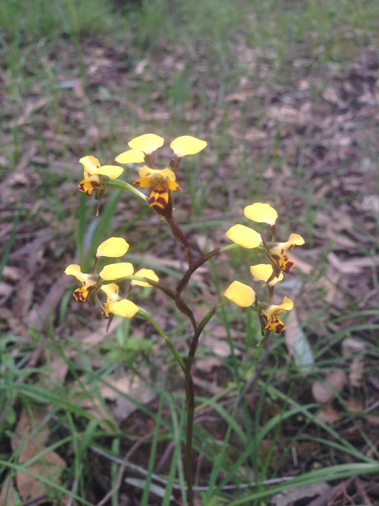 Double Tails from Tarcutta, NSW, AU on September 20, 2016 at 12:37 PM ...