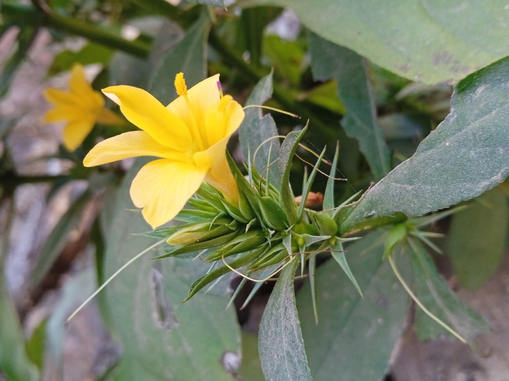 porcupine flower from 4G26+GQ7 Nhargd rajestan, Sadar Bazar, Baran ...