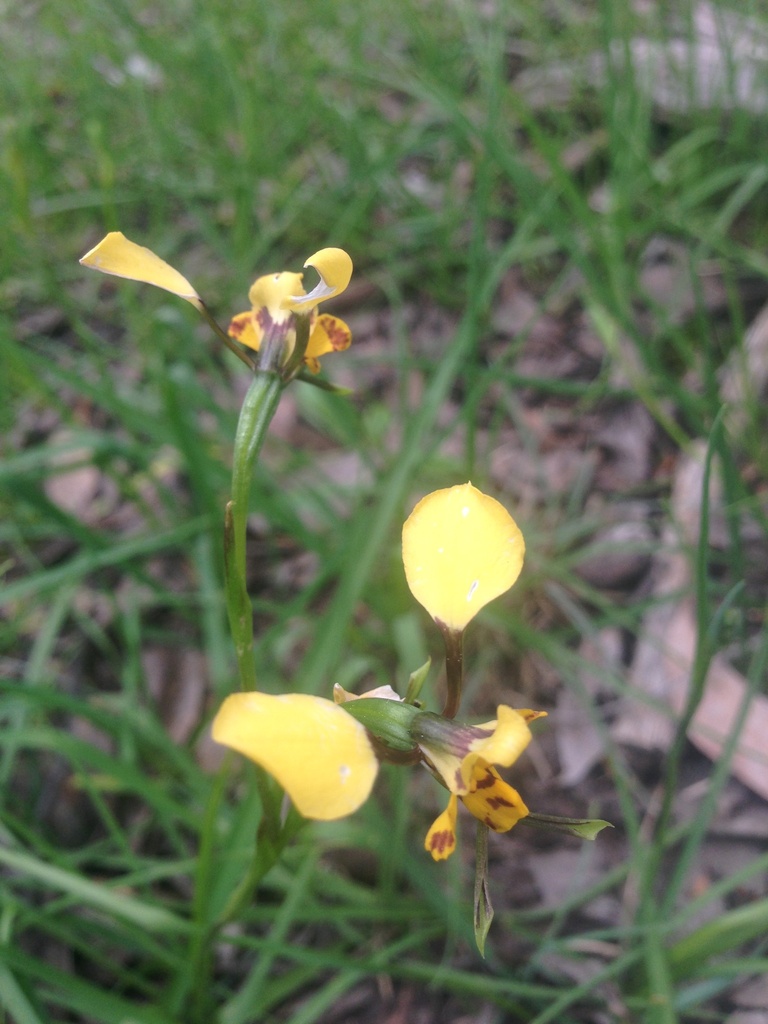 Double Tails from Little Billabong, NSW, AU on September 8, 2016 at 11: ...