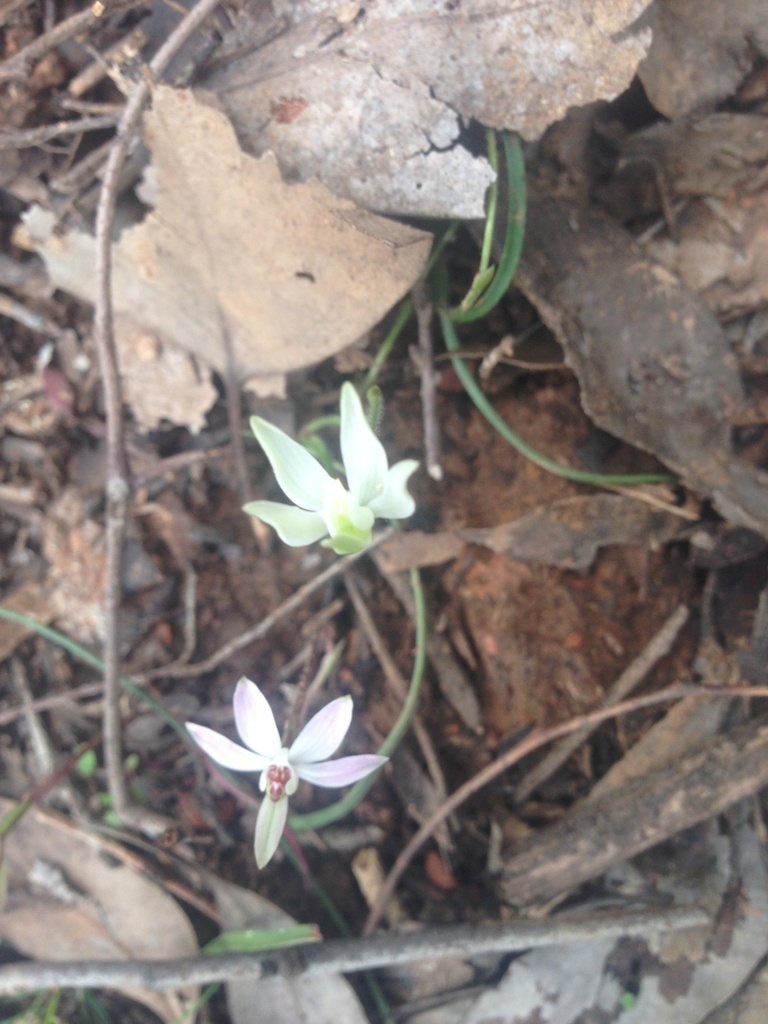 Dusky Fingers from Little Billabong, NSW, AU on September 8, 2016 at 09 ...