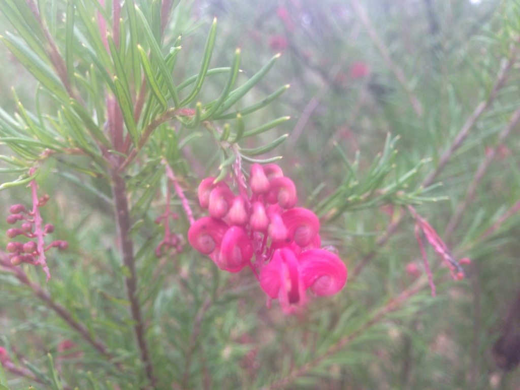 rosemary grevillea from Paddys River Falls Rd, Burra, NSW, AU on July 8 ...