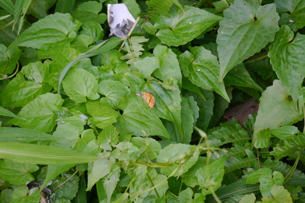 Common Jester from 香港軍地 on April 29, 2019 at 04:00 PM by slauhk ...