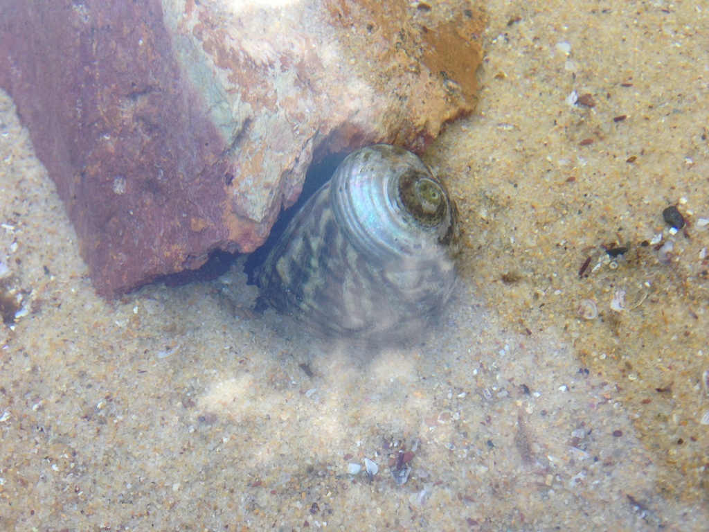 Common Warrener from Bar Beach Rd, Merimbula, NSW, AU on May 1, 2016 at ...