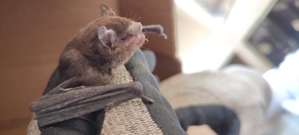 House Bats from Q27R+J8, 77740 Playa Paraíso, Q.R., México on March 18 ...