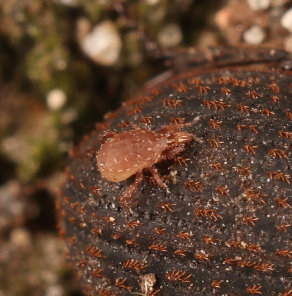 Macrocheles from Seidman Park on April 27, 2024 at 11:56 PM by Jared A ...