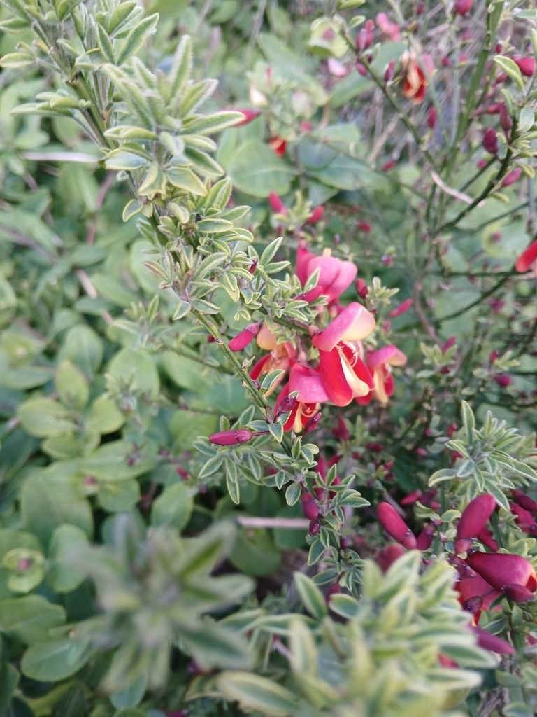 brooms from Widnes WA8 8XW, UK on April 28, 2024 at 02:25 PM by ...