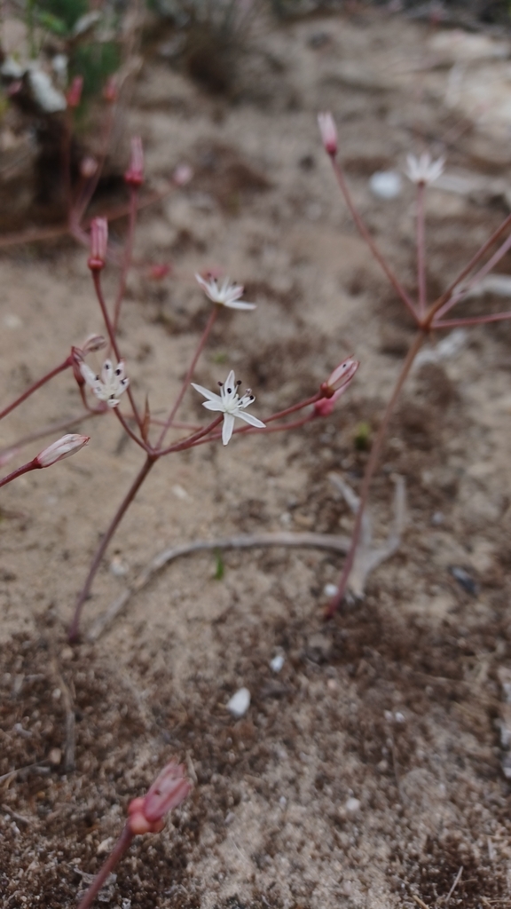 Strandveld Snowflake in April 2024 by Michelle Malan · iNaturalist