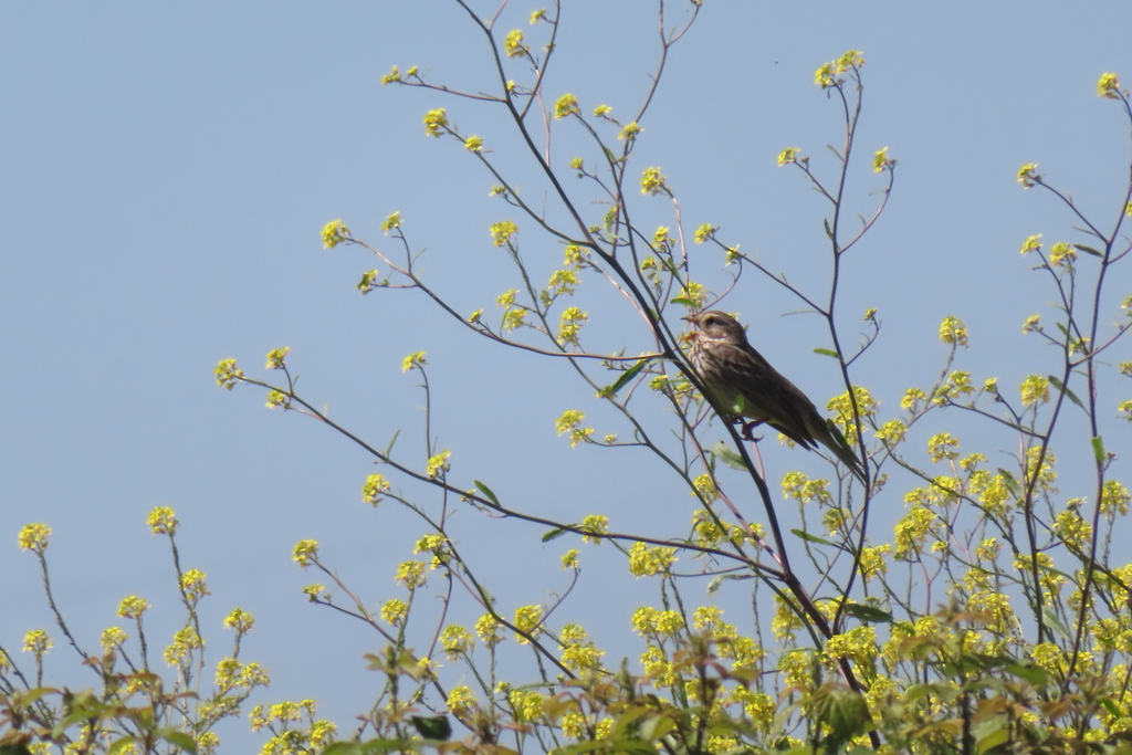Corn Bunting from Belsh, 阿尔巴尼亚 on April 27, 2024 at 05:40 PM by Wei ...