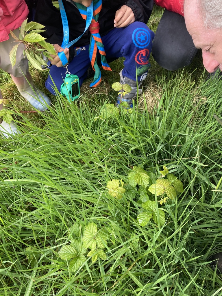 brambles on April 28, 2024 at 03:31 PM by noorinature · iNaturalist