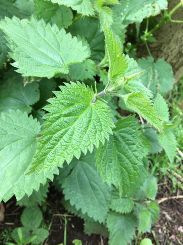 great stinging nettle from A38, Lichfield, England, GB on April 28 ...