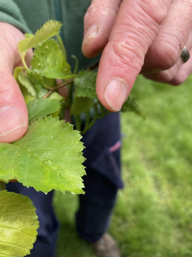 Elm Leaf Gall Mite on April 28, 2024 at 03:40 PM by noorinature ...