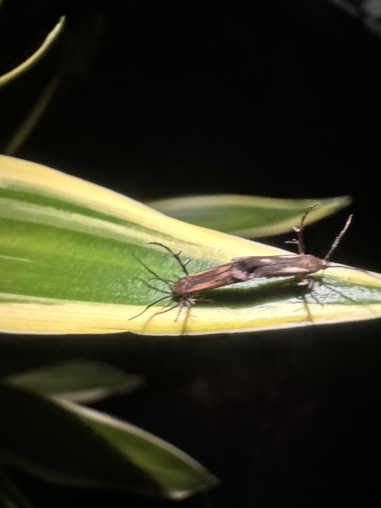 Winged and Once-winged Insects from Mindanao, Tagum City, Davao Del ...