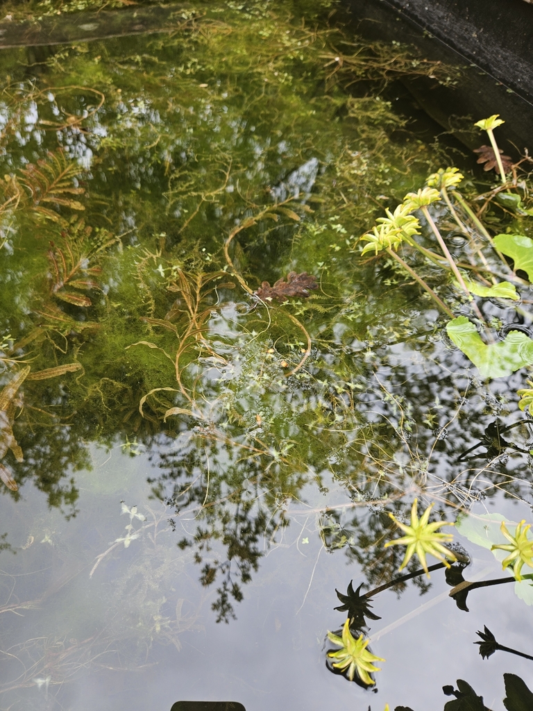 Curly-leaf Pondweed from Welsh Harp Environmental Education Centre ...