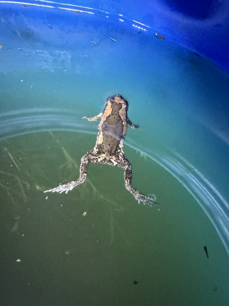 Asian Painted Frog from Mindanao, Tagum City, Davao Del Norte, PH on ...
