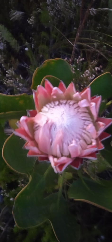King Protea from Eden, Western Cape, South Africa on April 28, 2024 at ...