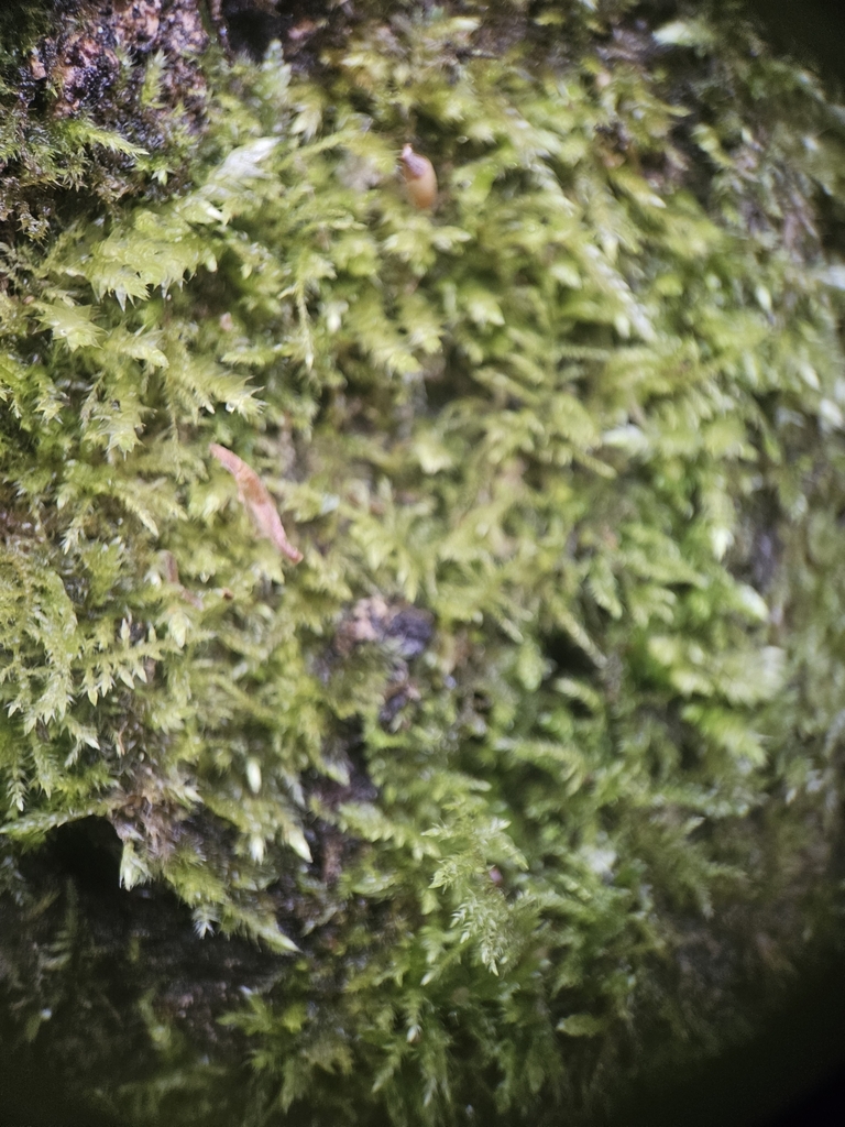 Clustered Feather-moss from Welsh Harp Environmental Education Centre ...