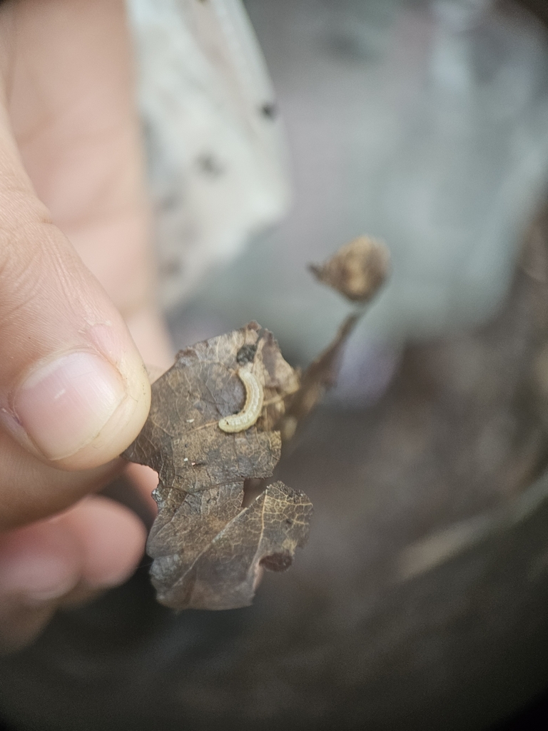 Northern Winter Moth from Welsh Harp Environmental Education Centre ...
