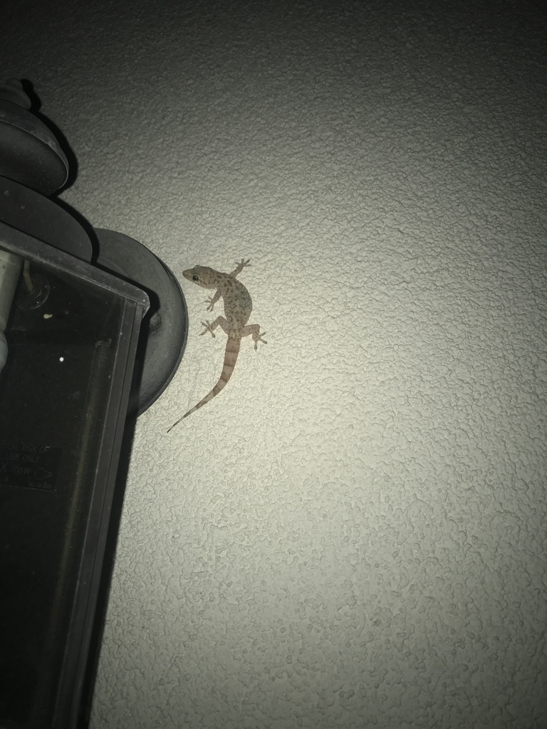Mediterranean House Gecko from 4000 Lake Beau Pre Blvd, Baton Rouge, LA ...