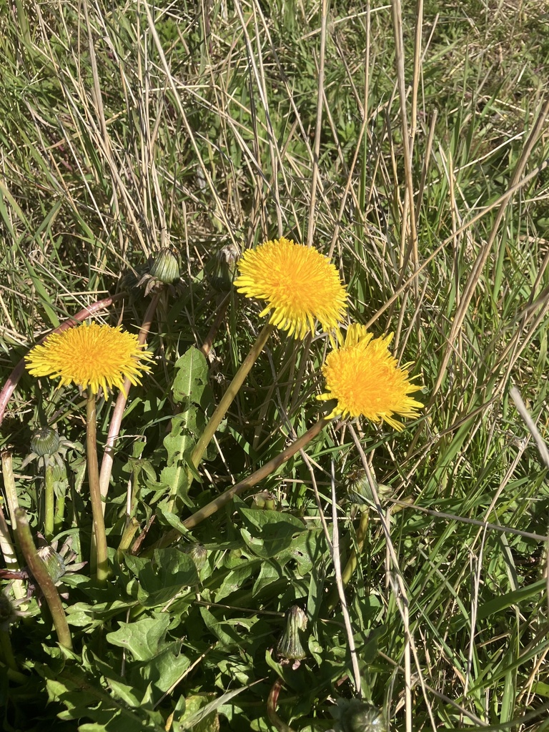 common dandelion from Derby Ward, Ormskirk, England, GB on April 28 ...