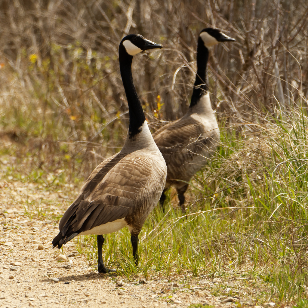 Canada Goose from Barry County, MI, USA on April 26, 2024 at 12:58 PM ...