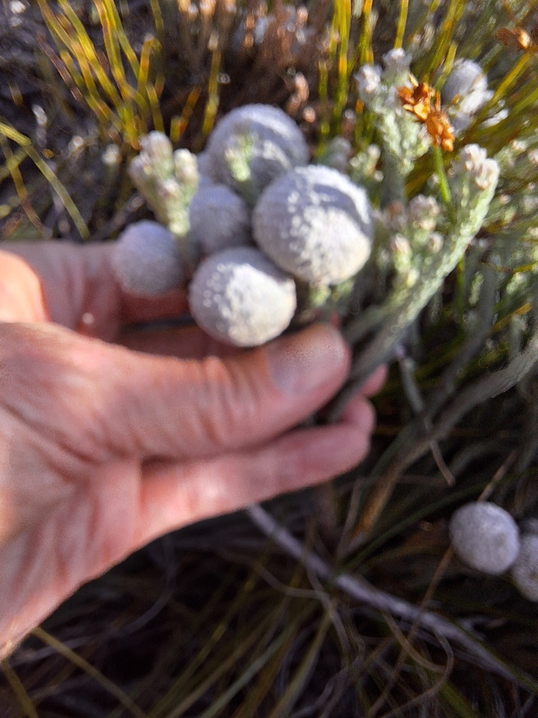 Silver Stompie from Overstrand Plaaslike Munisipaliteit, Suid-Afrika on ...