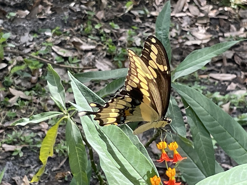 Eastern Giant Swallowtail from Labelle, FL, US on April 27, 2024 at 03: ...