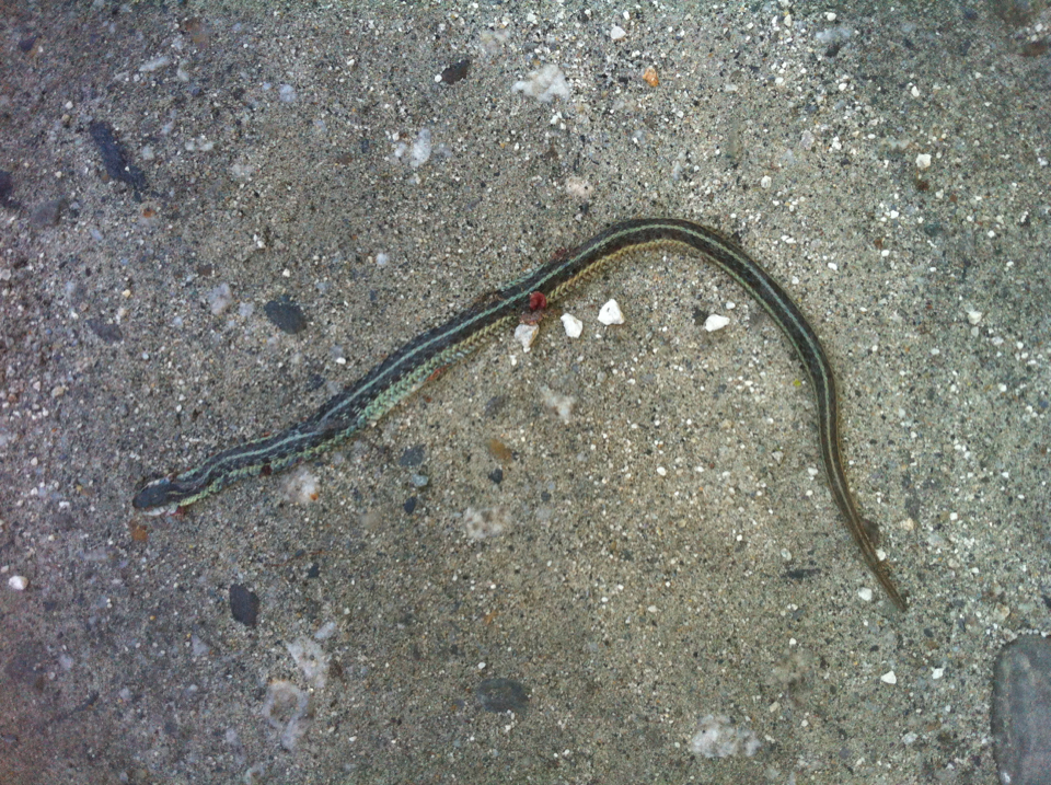 Common Garter Snake from Dearing Rd, Bethel, Vermont, US on June 15 ...