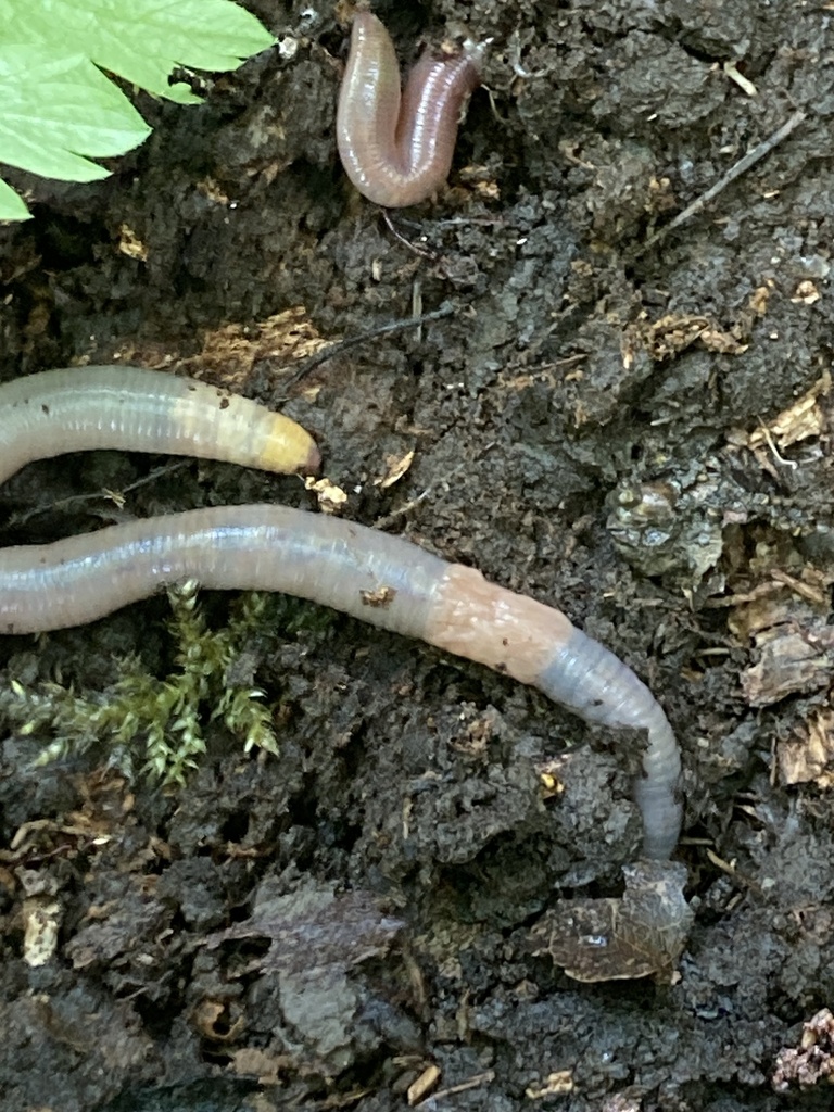 Earthworms from Brent, London, England, GB on April 28, 2024 at 03:28 ...