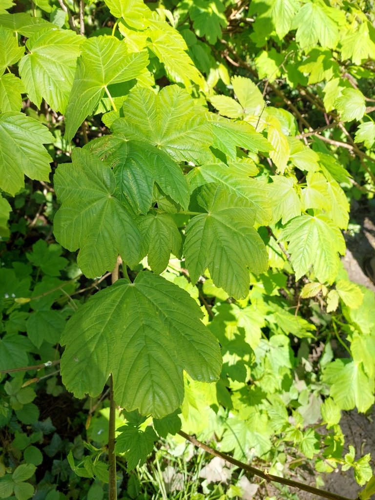 sycamore maple from Merseyside, England, GB on April 28, 2024 at 03:26 ...