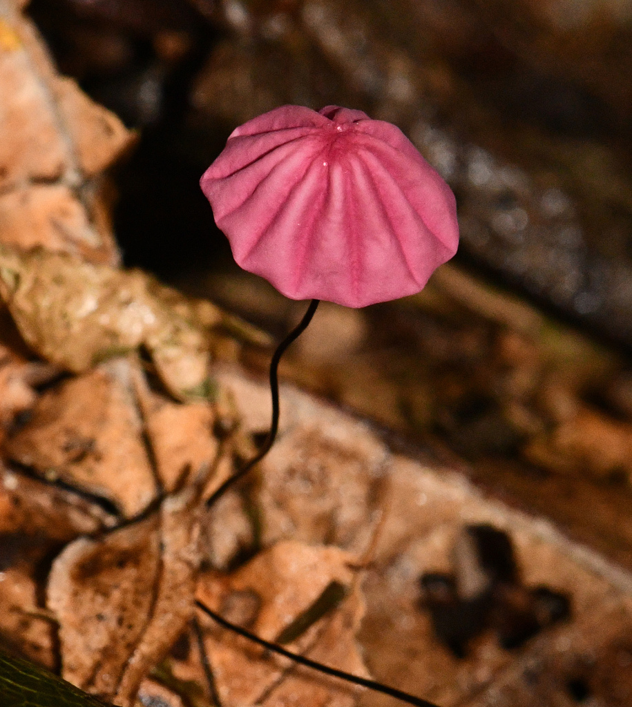 purple pinwheel from Jundiaí - State of São Paulo, Brazil on January 28 ...