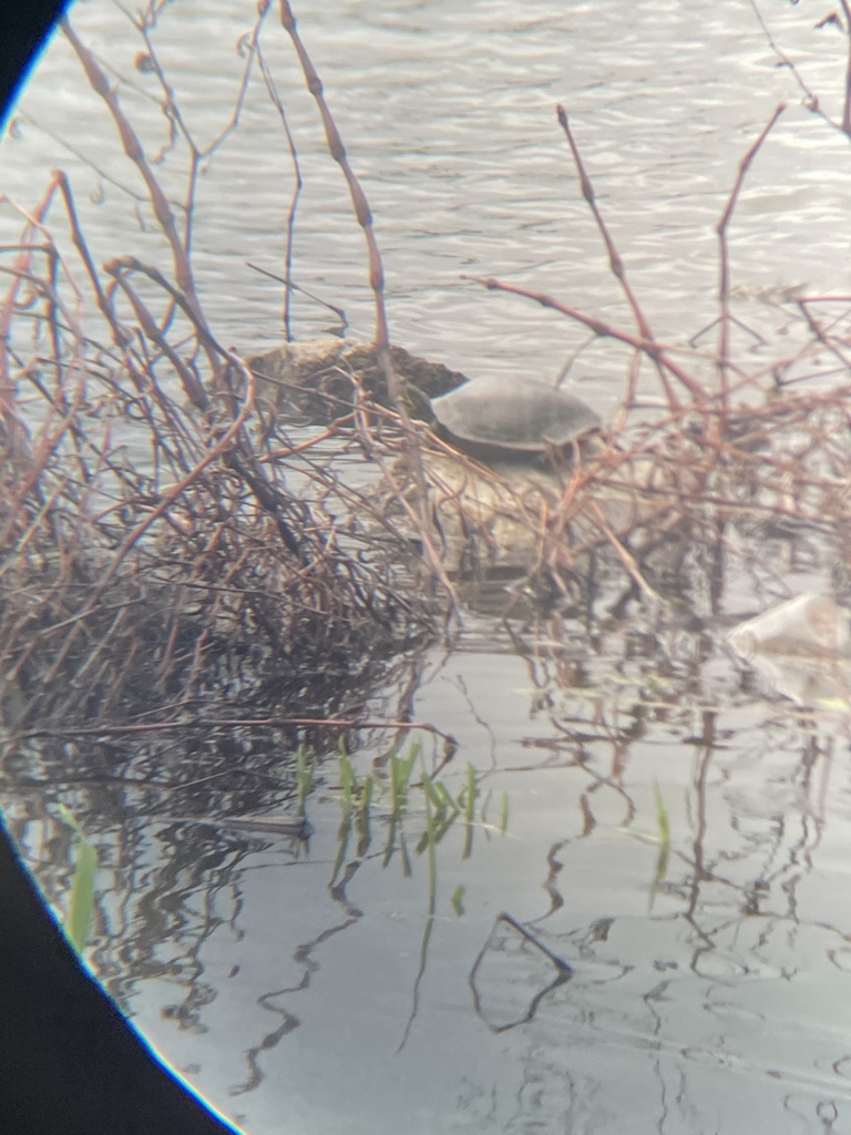 Painted Turtle from Holmes Park, Lincoln, NE, US on April 27, 2024 at ...
